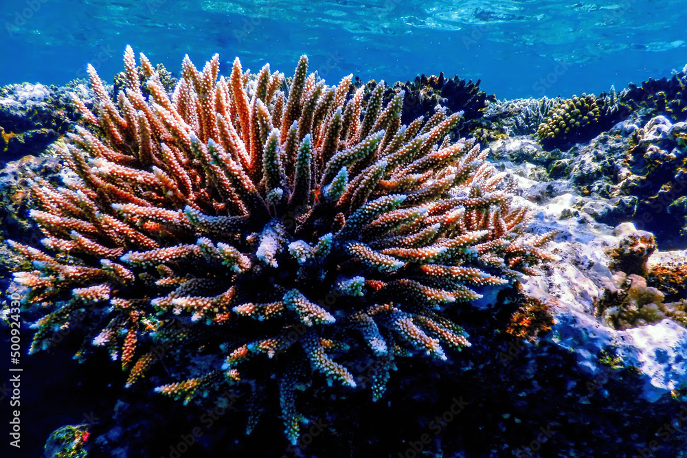 Coral texture underwater, Coral reef texture, Tropical waters Stock ...