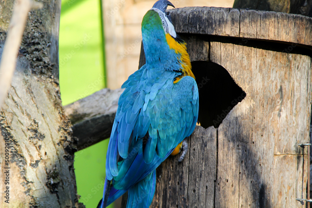 Ein blauer Ara sitzt an seinem Brutbaum in einer Voliere. Stock Photo ...