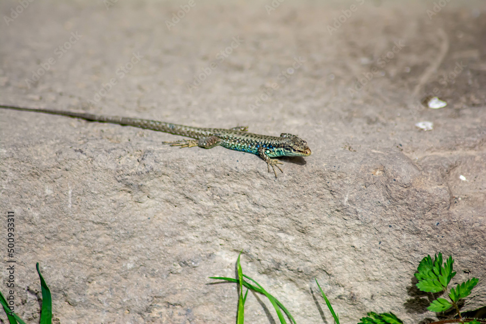 Stone lizard Darevskia raddei. A reptile with unique colors sits on a ...