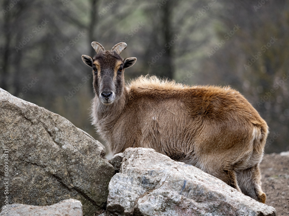 Himalayan tahr, Hemitragus jemlahicus, an agile alpine goat with ...