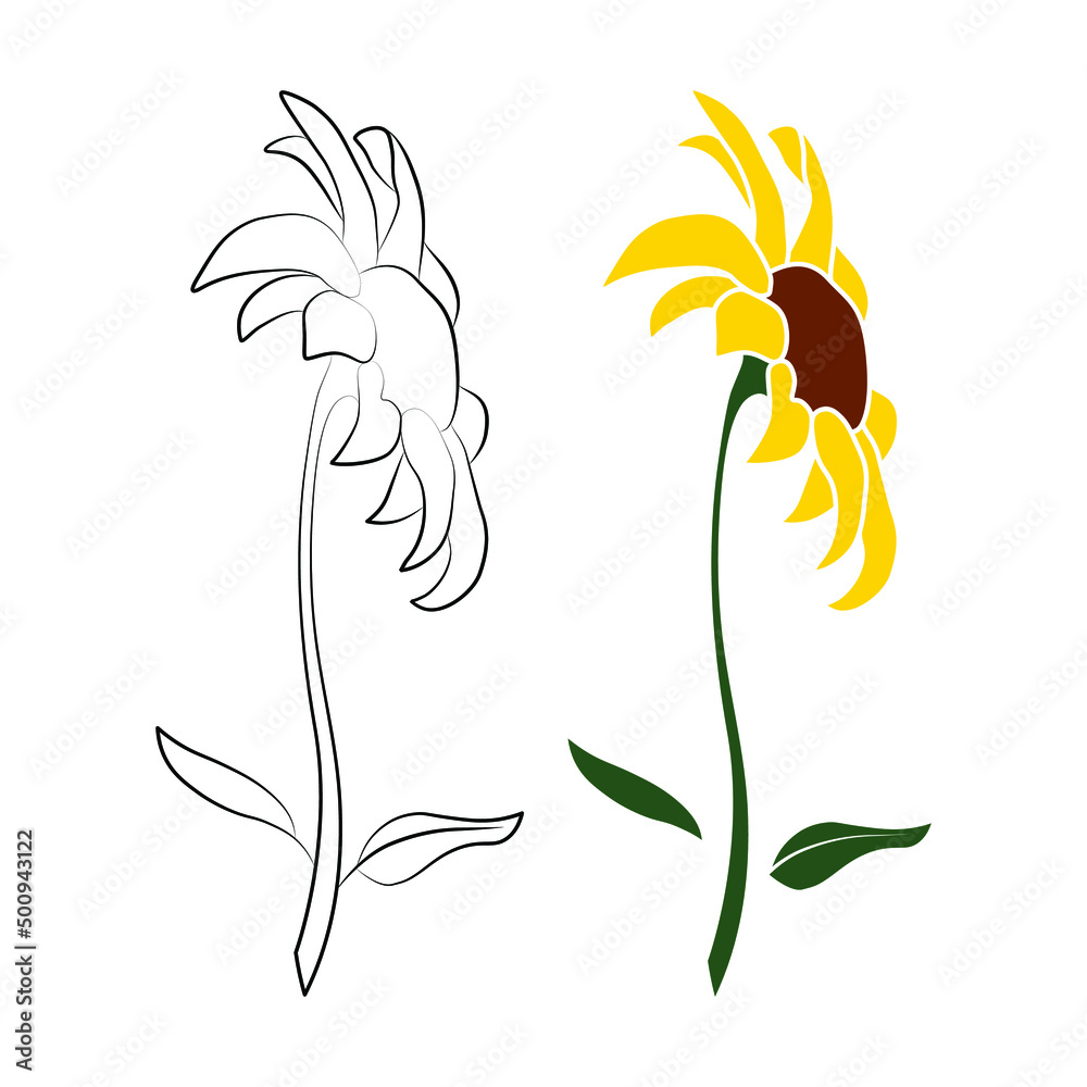 Set of two open heliopsis blossom vector outline and color illustration ...