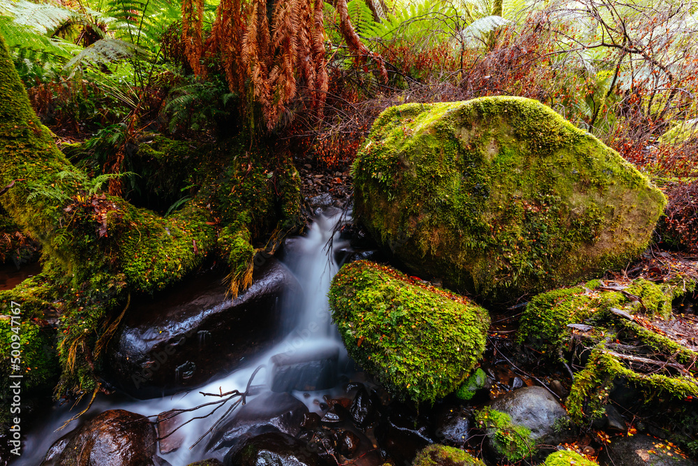 Rainforest Gallery Warburton in Victoria Australia Stock Photo | Adobe ...