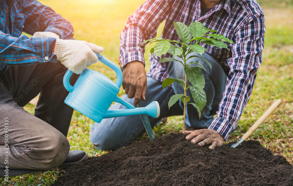 two men planting a tree and watering the trees, volunteers planting ...
