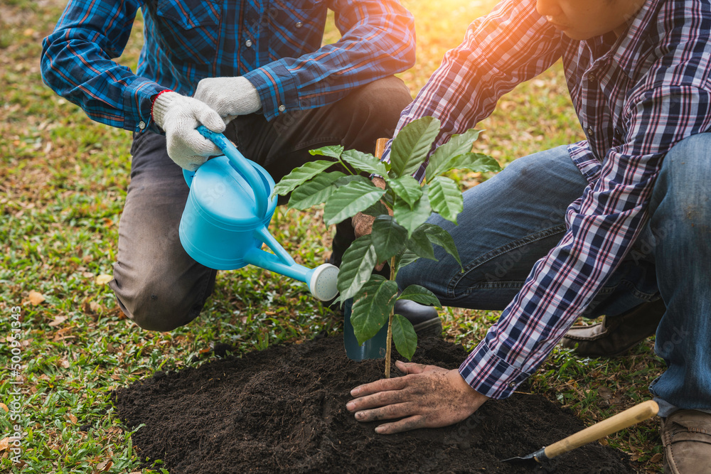 two men planting a tree and watering the trees, volunteers planting ...