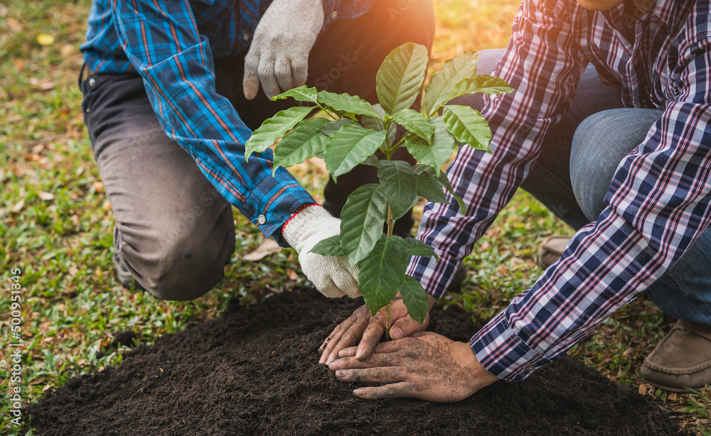 two men planting trees, volunteers planting trees on world environment ...