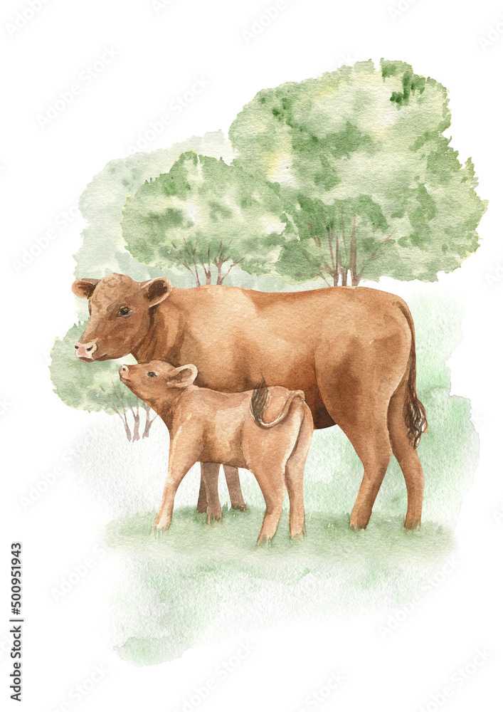 Cow and calf in the meadow isolated on white background. Farm animals ...