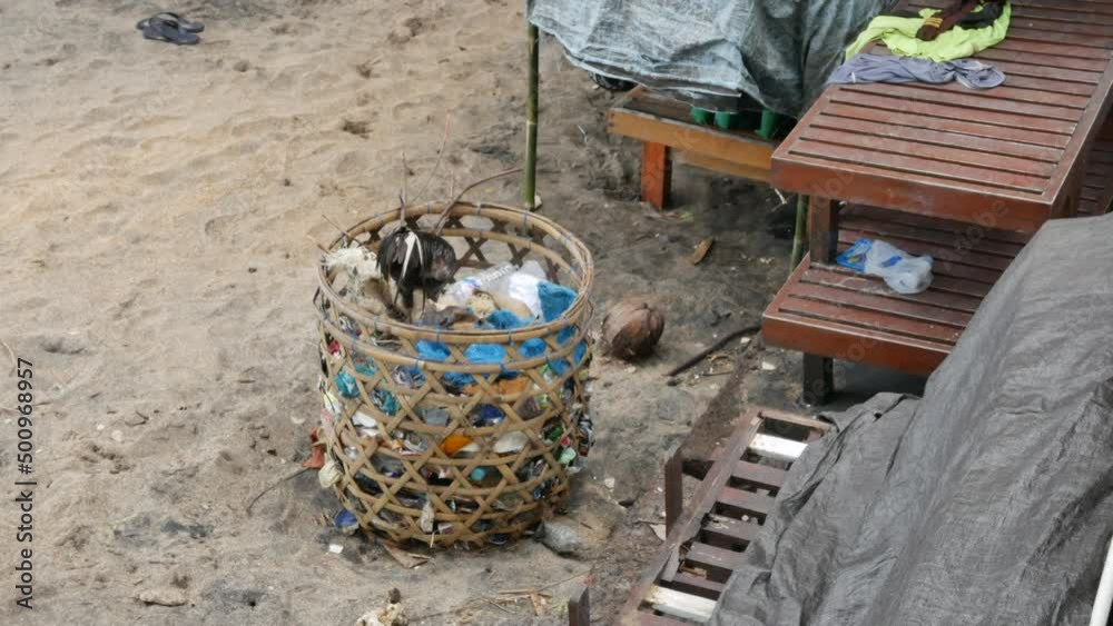 BALI, INDONESIA - JANUARY 30, 2018: Rooster pecks in a trash bin on the beach in Amed, Bali. 4K ...