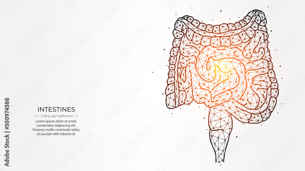 Abstraction polygonal vector illustration of the intestines on a light ...