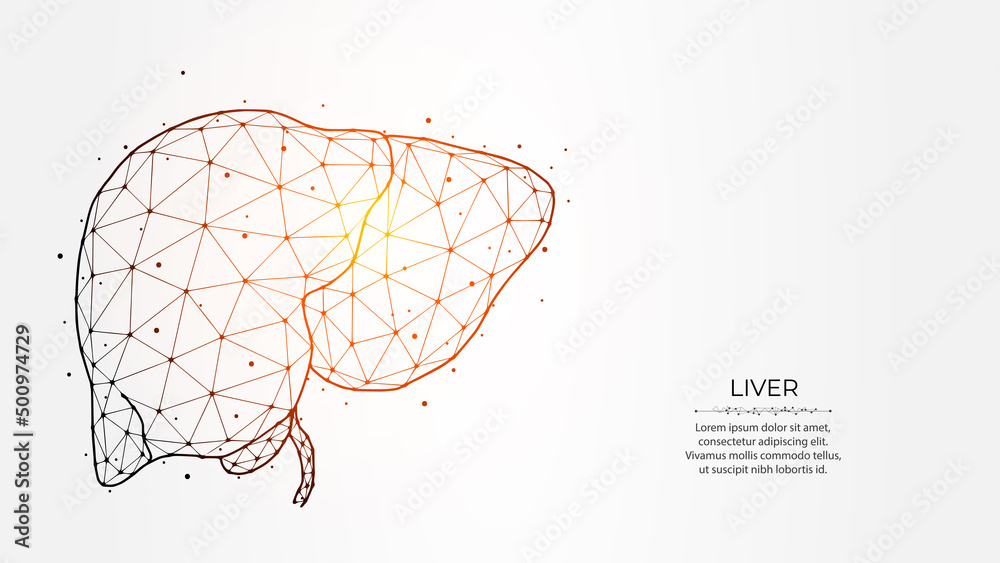 Abstract polygonal vector illustration of a human liver on a light ...