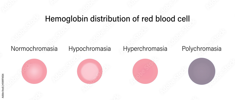 Póster Red blood cell morphology – Cuadro para Pared | Posters.es
