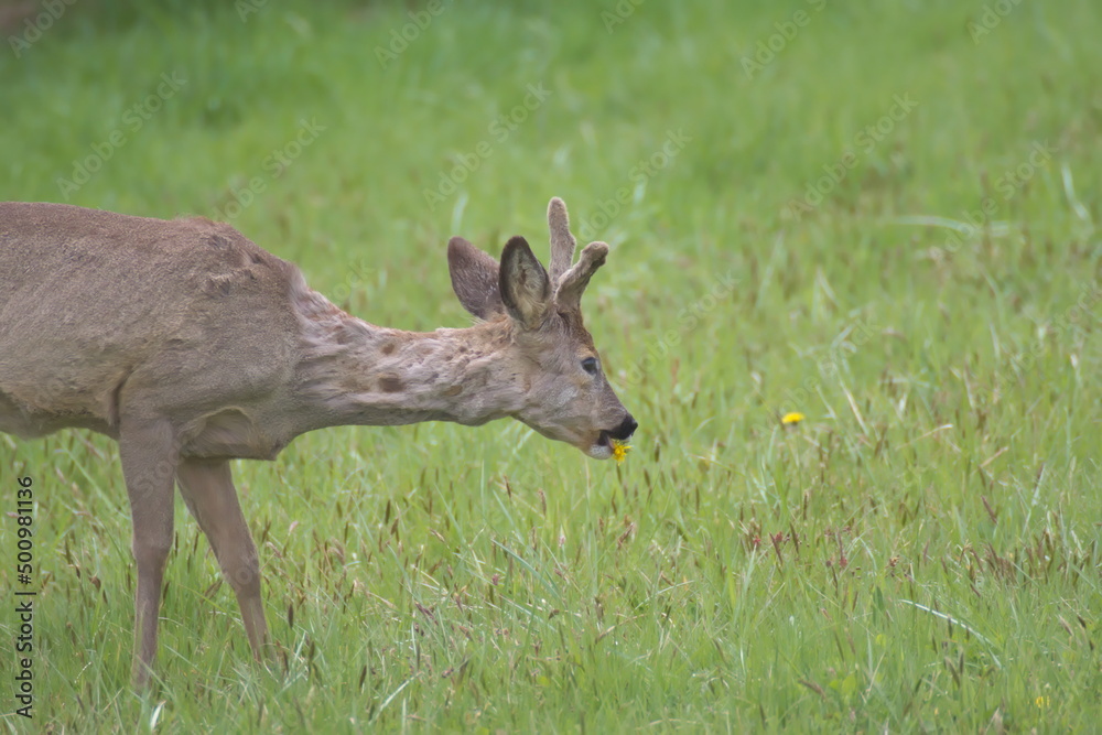 sarna Stock Photo | Adobe Stock