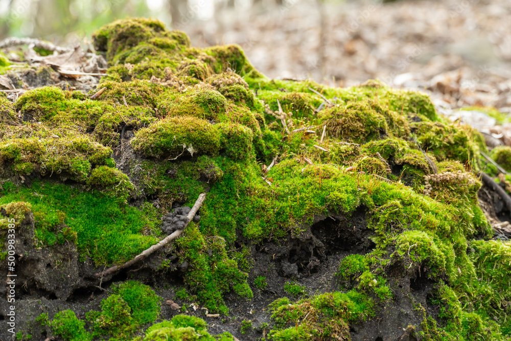 Green young moss in nature. Beautiful grass grows in the forest. Mound ...