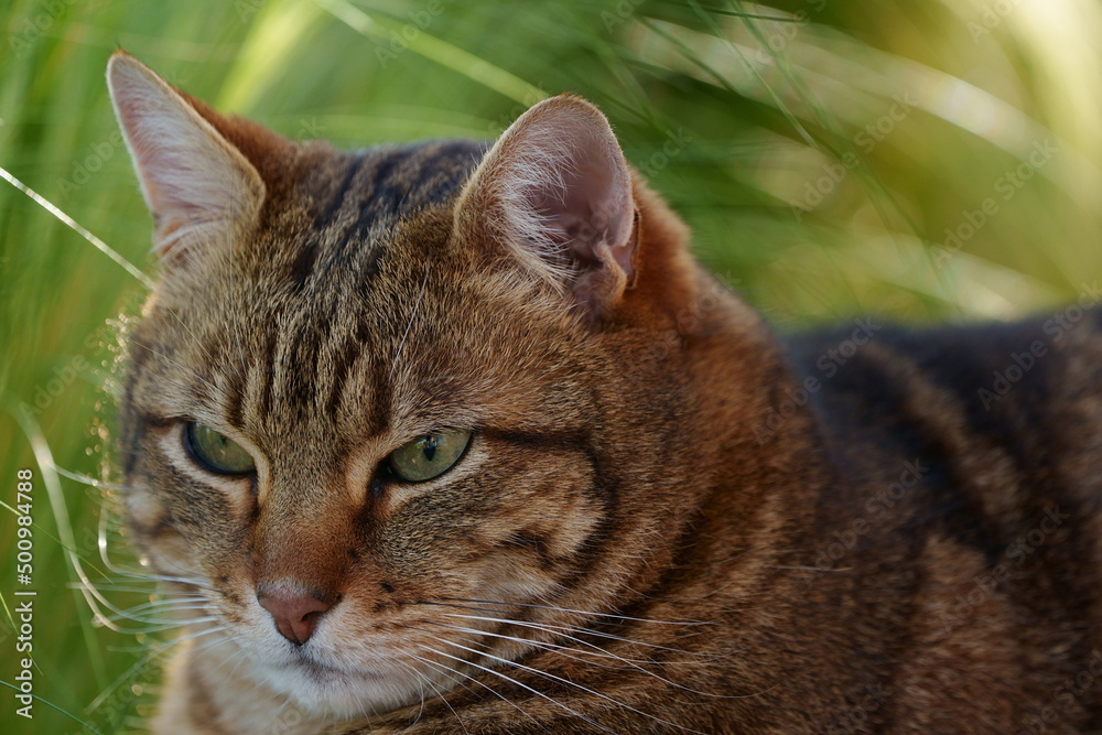 chat Stock Photo | Adobe Stock