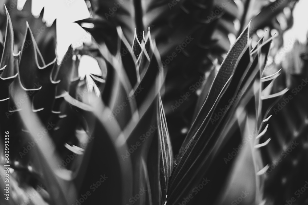 Spiked Palm Up Close Stock Photo | Adobe Stock