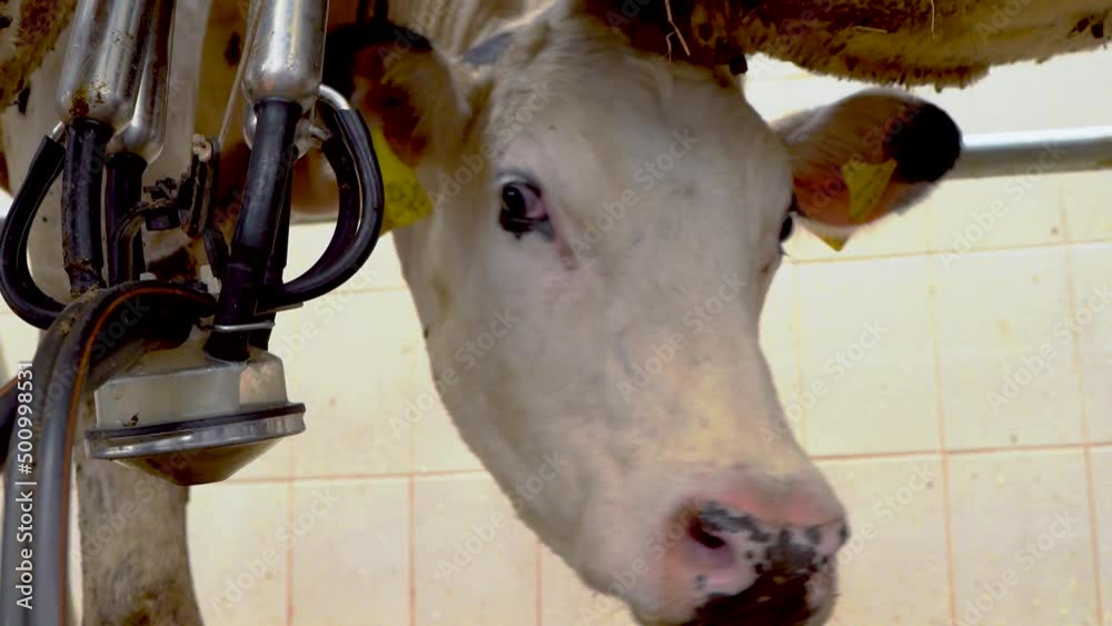 Machine Milking Cows on a Farm. Automated Milking Machine Controlled by ...