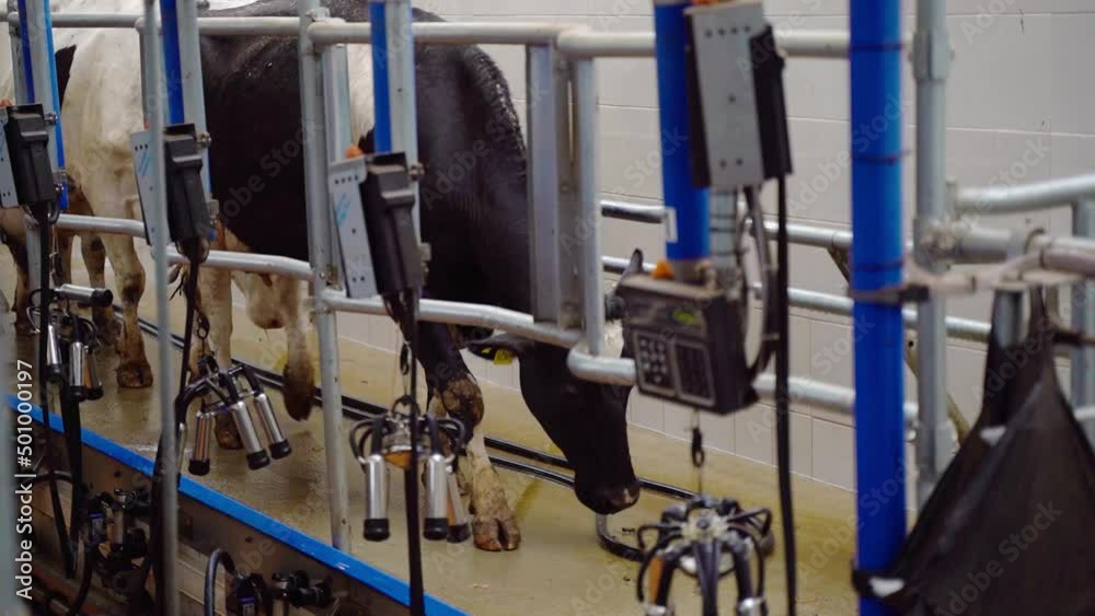 Machine Milking Cows on a Farm. Automated Milking Machine Controlled by ...