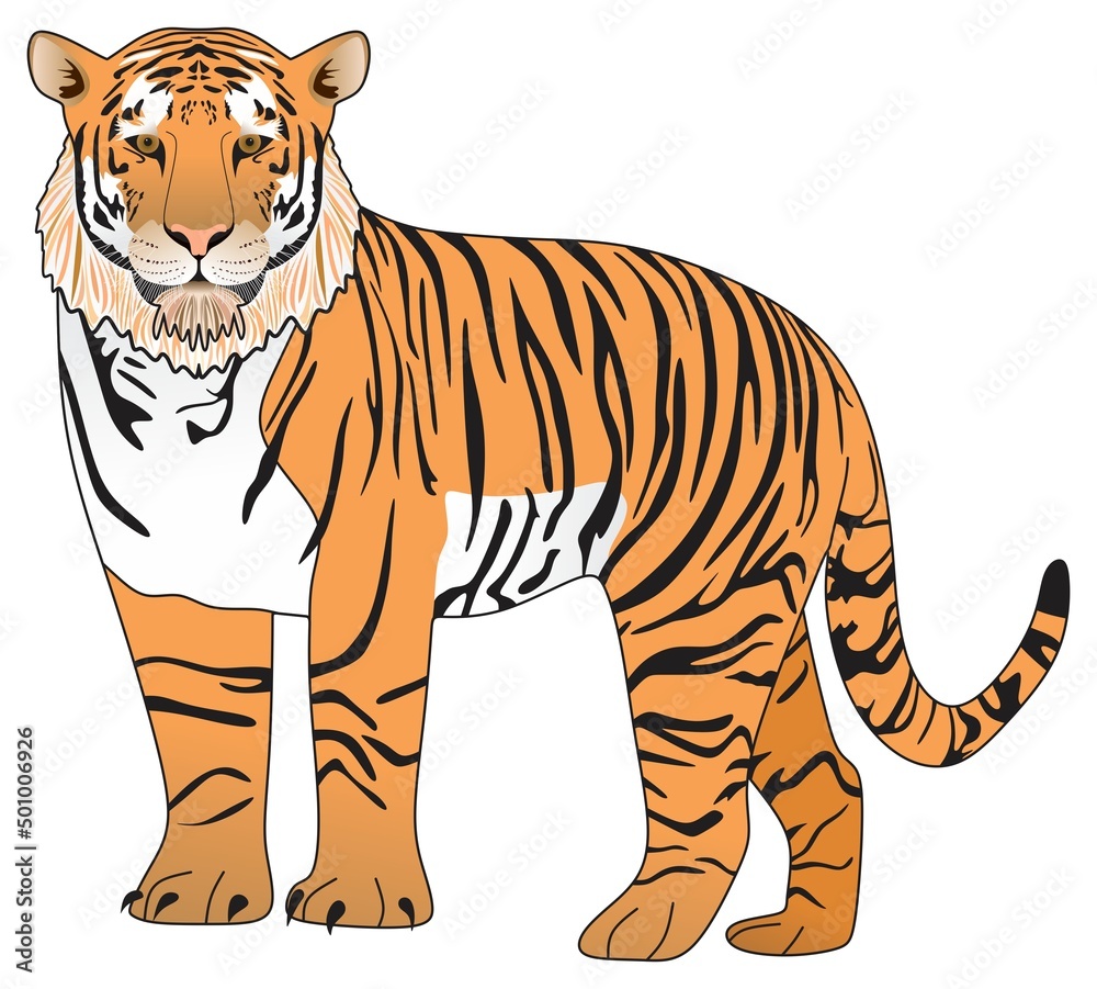 adult tiger vector drawing on isolated white background cartoon mammal ...