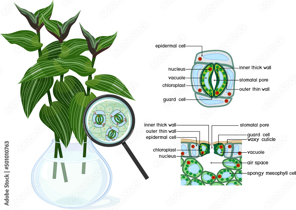 Stomatal complex and section view of stomate and plant leaf structure ...