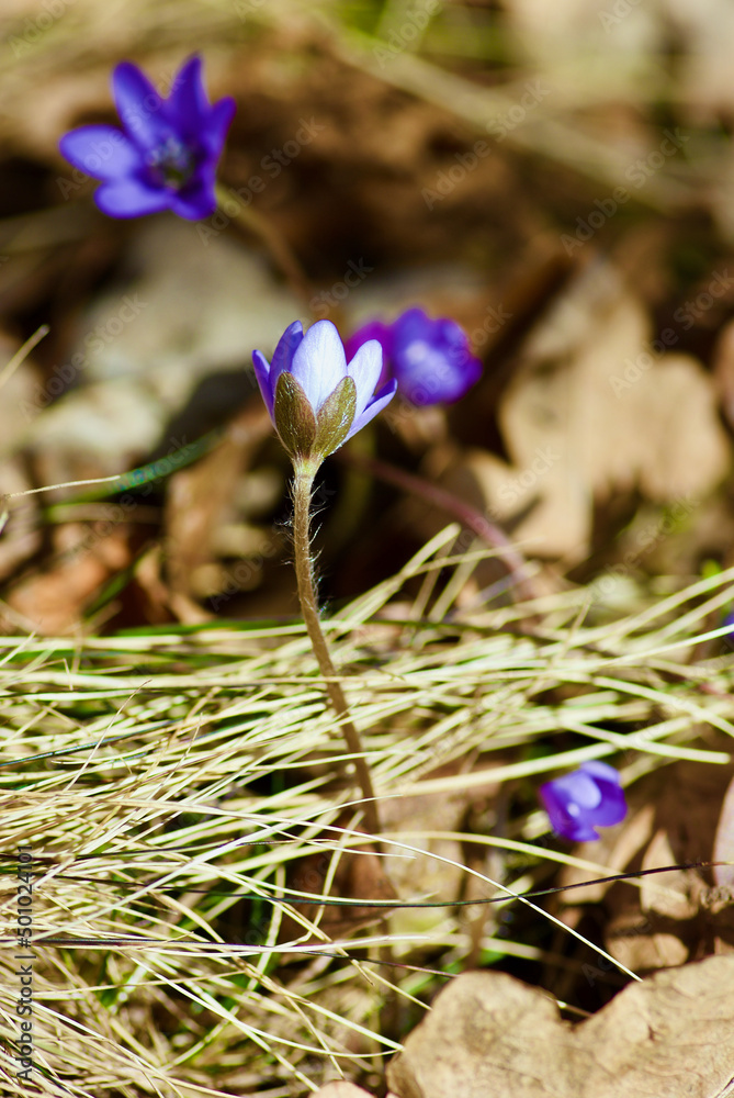 Blue hepatica nobili plants growing outdoors in the nature in spring in ...