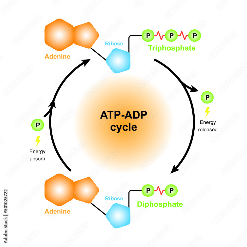 ATP - ADP Cycle Scheme. ATP Phosphorylation And ATP Hydrolysis. Colorful Symbols. Vector ...