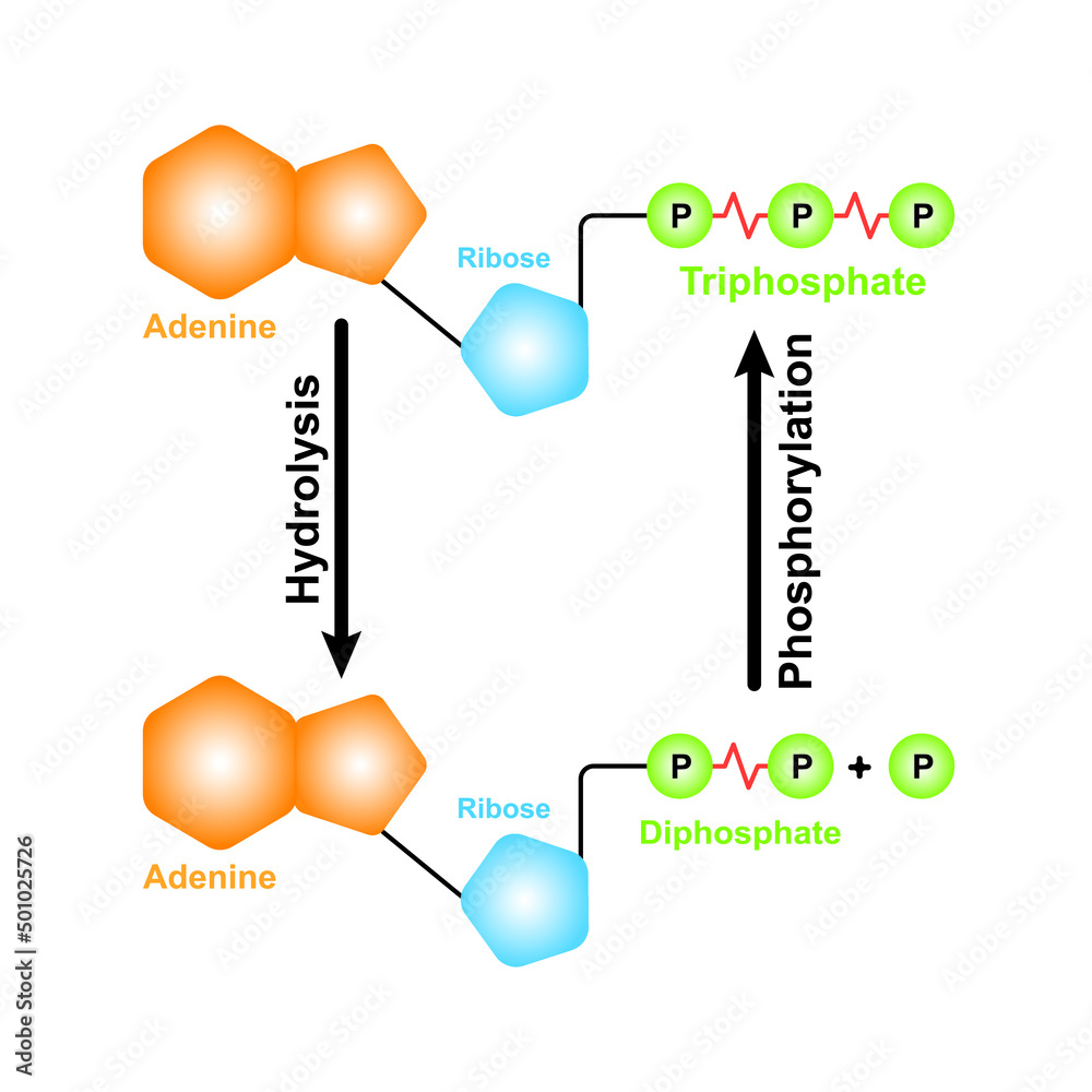 ATP - ADP Cycle Scheme. ATP Phosphorylation And ATP Hydrolysis. Colorful Symbols. Vector ...