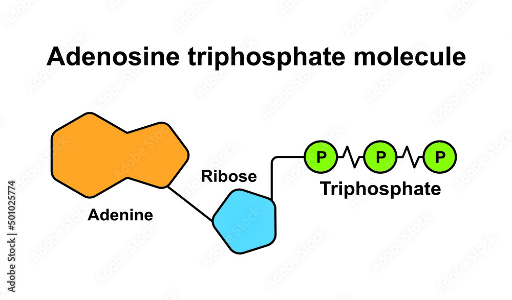 Vetor De Adenosine Triphosphate Molecule Atp Structure Colorful