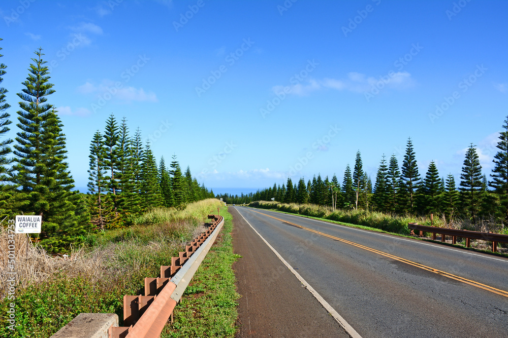 Cook pine trees line the highway on the way to Haleiwa on the famous ...