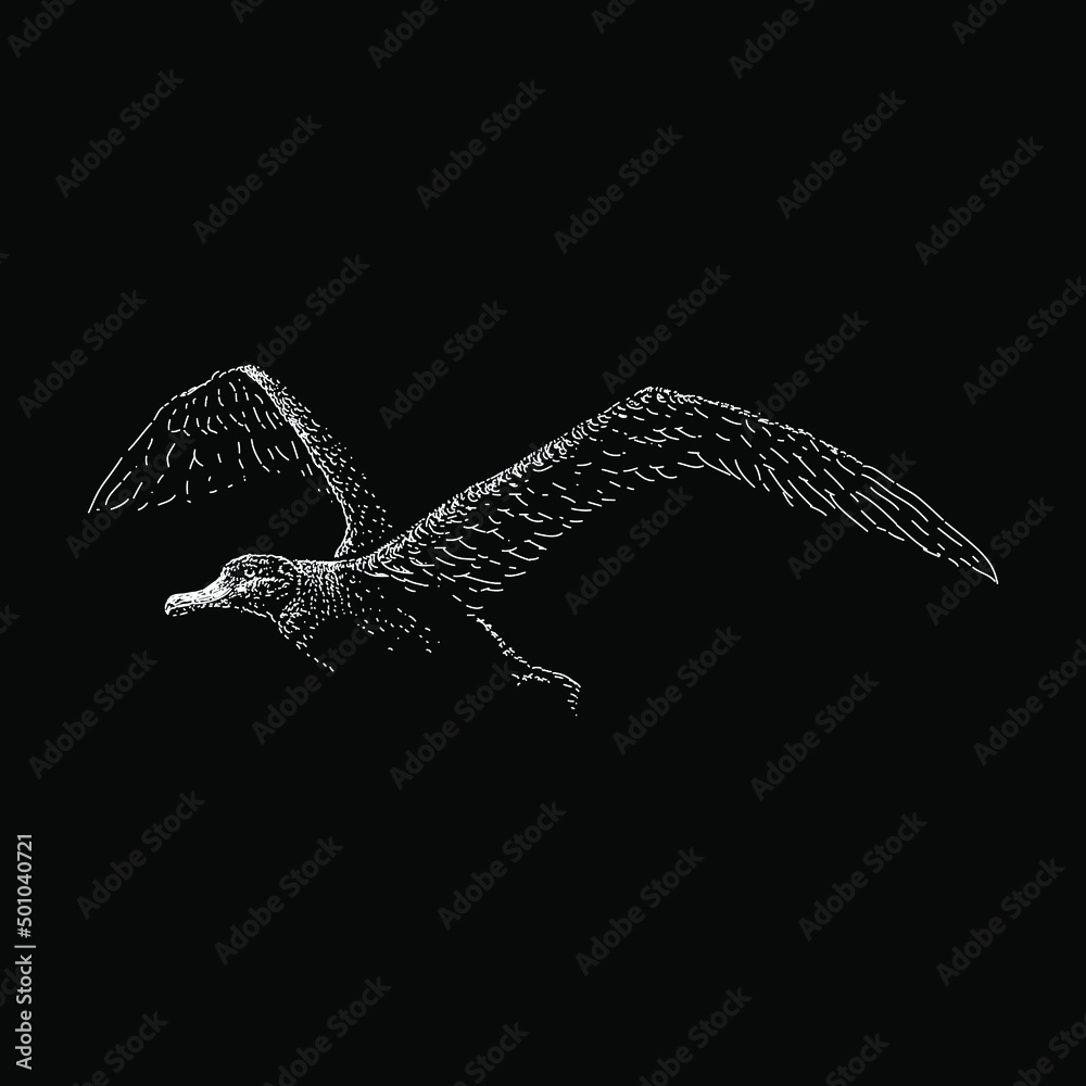 Wandering Albatross Drawing