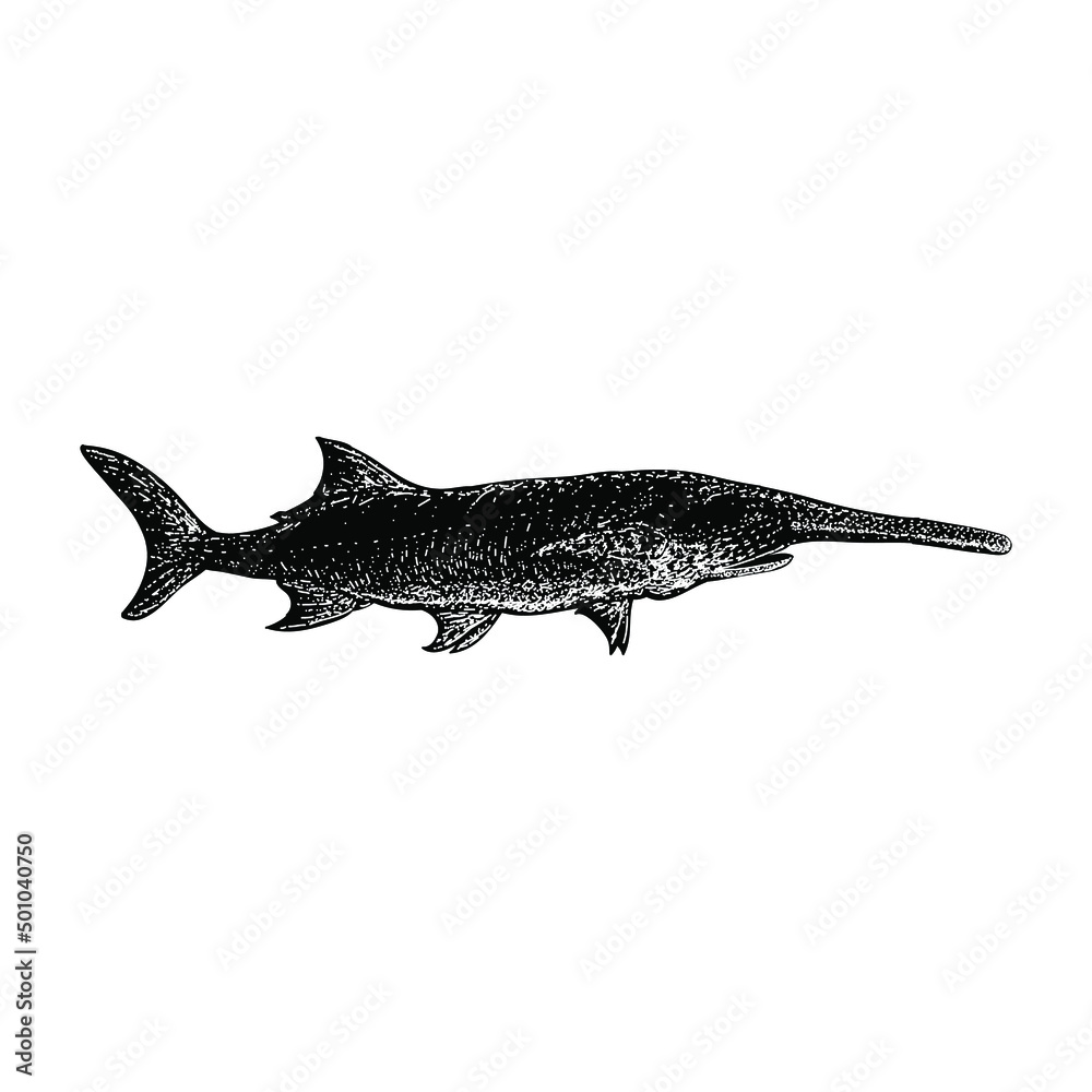 paddlefish illustration isolated on background Stock Vector | Adobe Stock