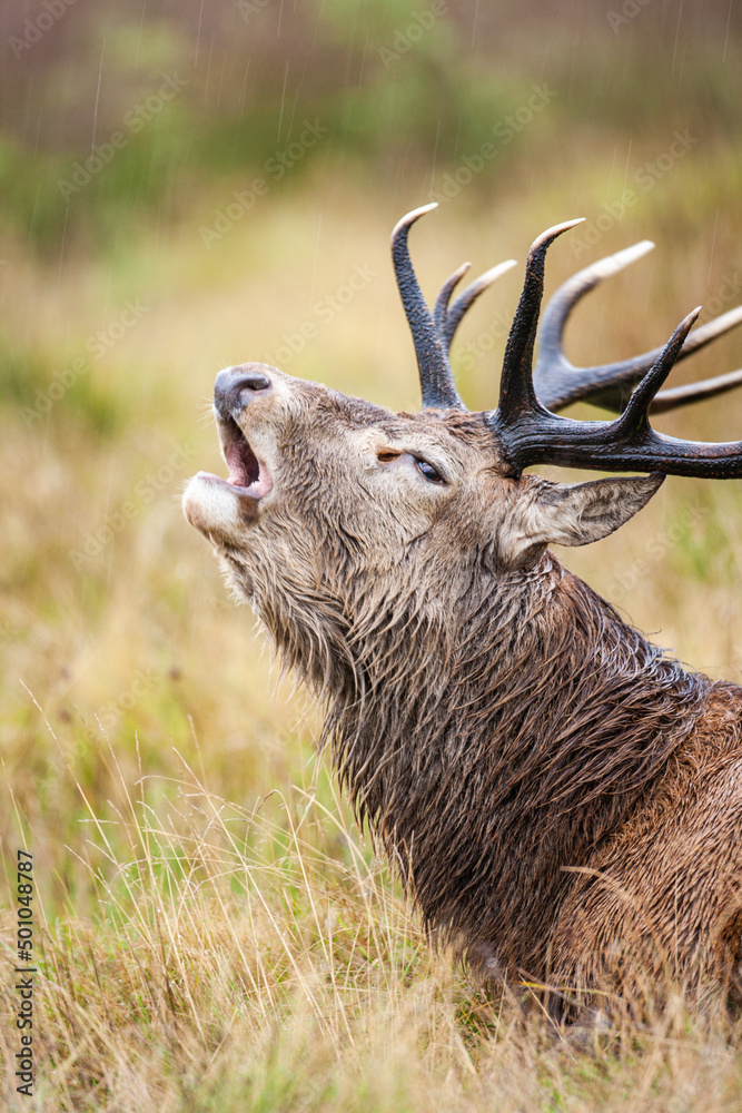 Red Deer in the rain during the annual rut in the United Kingdom Stock ...