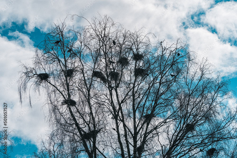 Crows and nests of Corvus frugilegus with nests in trees at a park of ...