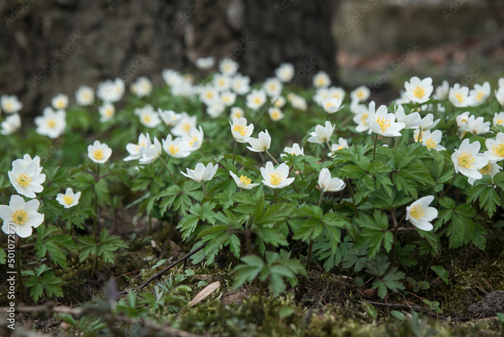 wiosenne kwiaty w parku Stock Photo | Adobe Stock