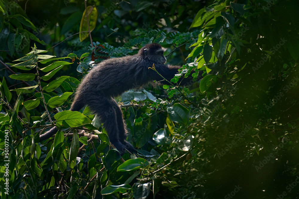 Blue diademed monkey, Cercopithecus mitis, sitting on tree in the ...