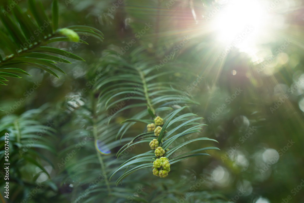 Taxus baccata. Green branches of yew tree with lens flare effect. Taxus ...
