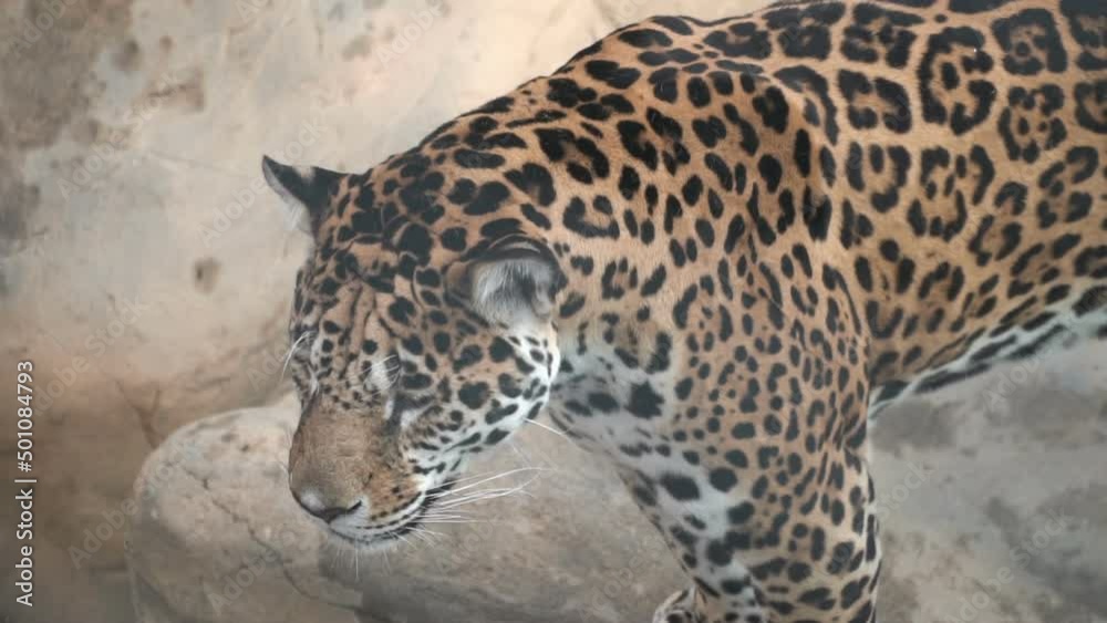 Leopard on hunt, walking on its territory. Leopard is a species of ...