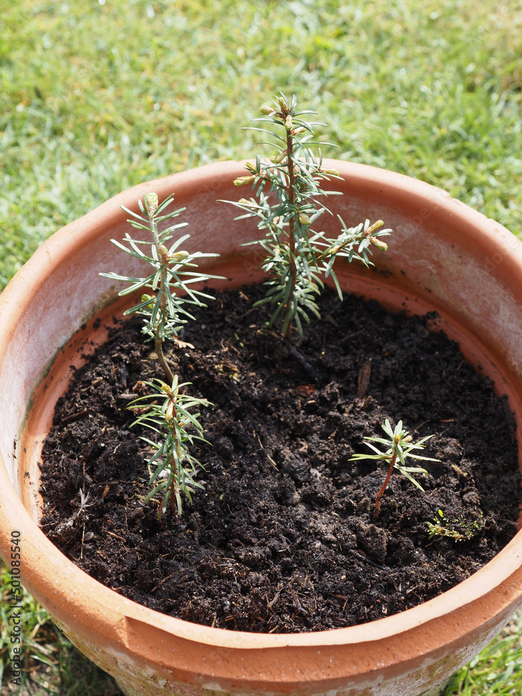 Four young Nordmann firs in a terracotta pot, growth concept ...