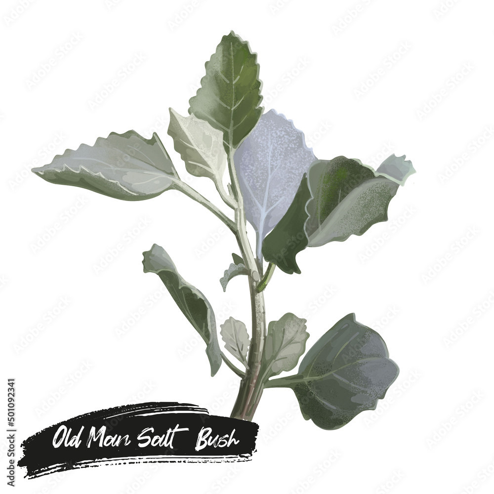 Old Man Salt bushfast-growing shrub commonly used today as livestock ...