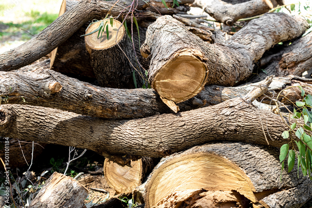 Felling and pruning of trees in the city park. Parts of a tree sawn ...