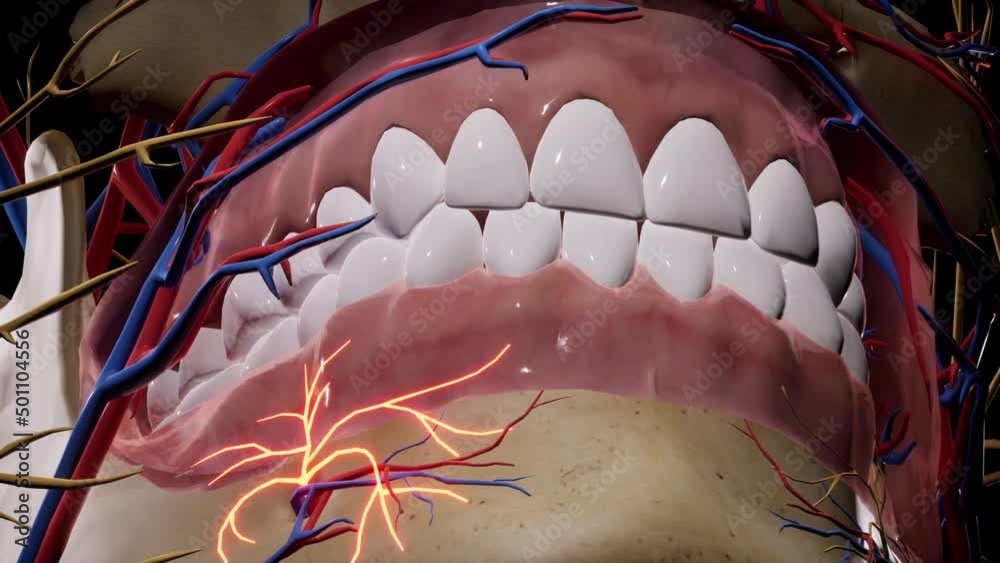 Inflammation of the facial nerve. Facial skull. Facial nerves Anatomy ...