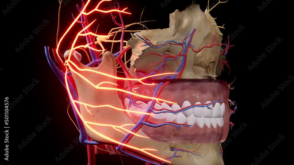 Inflammation of the facial nerve. Facial skull. Facial nerves Anatomy ...