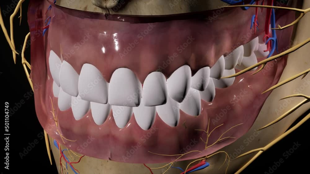 Facial skull. Facial nerves Anatomy of the head. 3d animation vídeo de ...