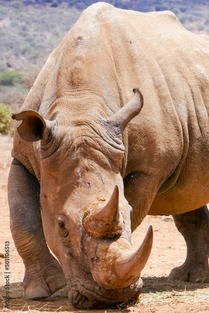 The critically endangered white rhino - Ceratotherium simum grazing at ...