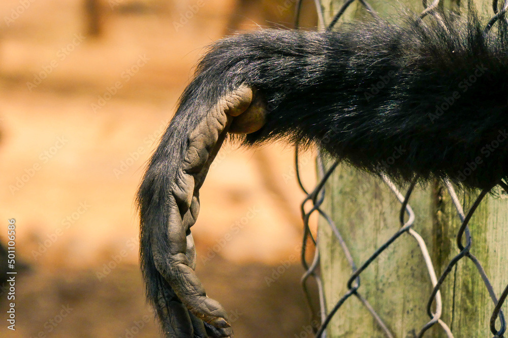 A hand of a black headed spider monkey - Ateles fusciceps hanging on a ...