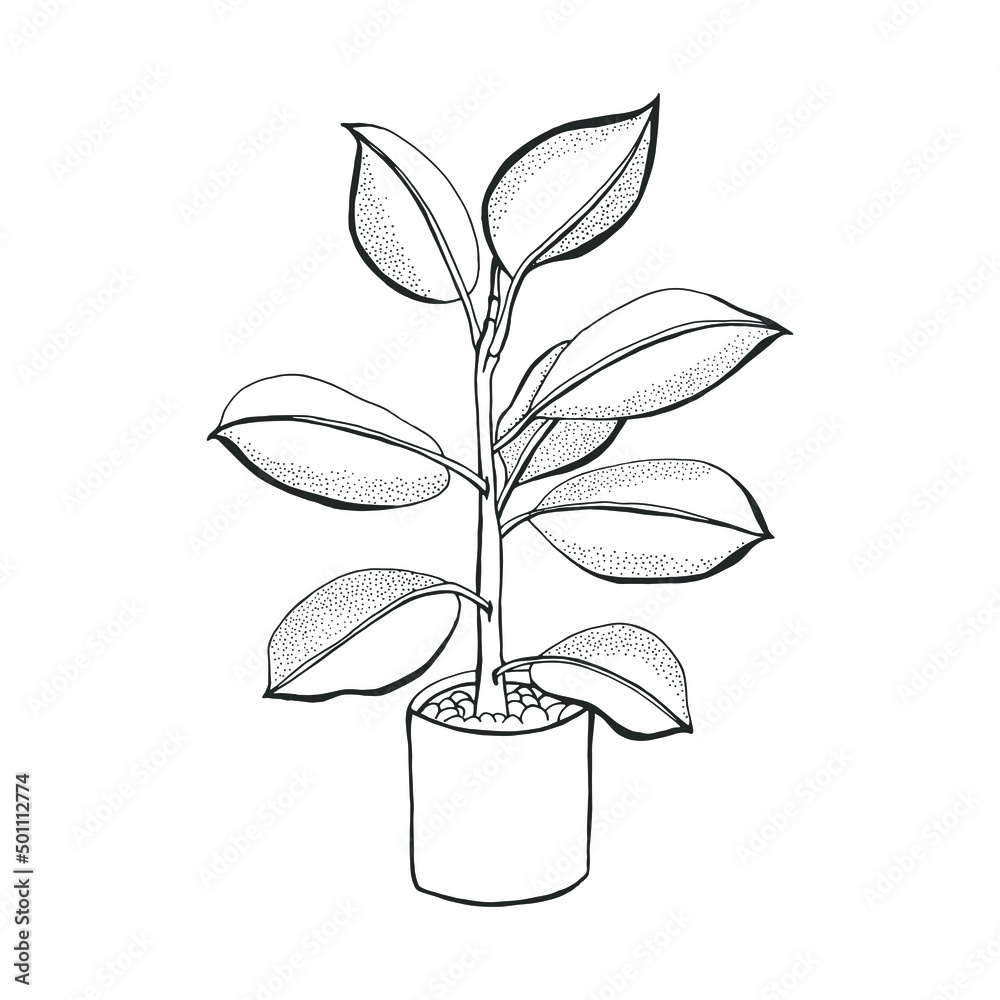 Plants ficus vector illustration in the pot. Hand drawn contour on ...