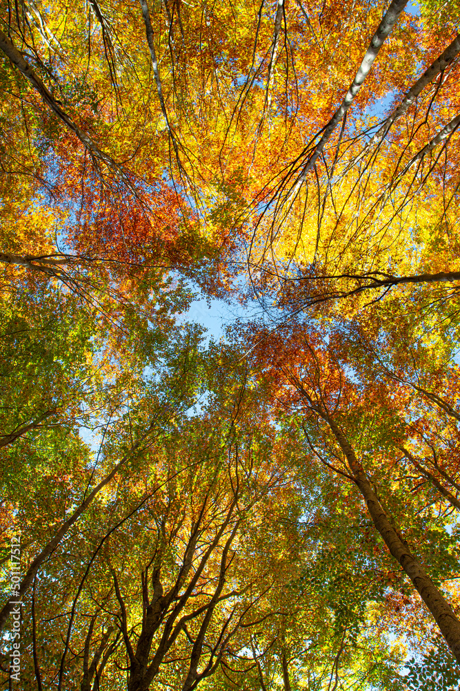 Converging trees photographed from below looking up to the sky with ...