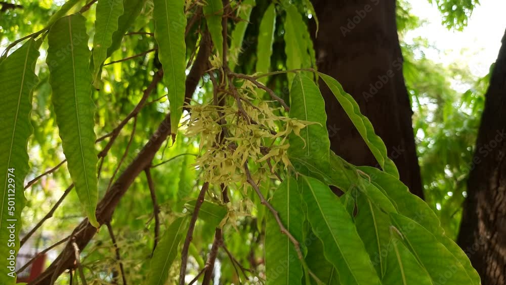 Polyalthia longifolia Tree flowers. It's tree other names Ashoka ...