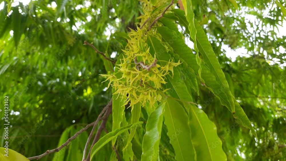 Polyalthia longifolia Tree flowers. It's tree other names Ashoka ...