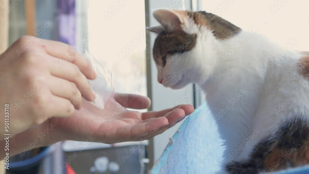 Pet owner feeding cat with dry food granules from hand palm. Man woman ...