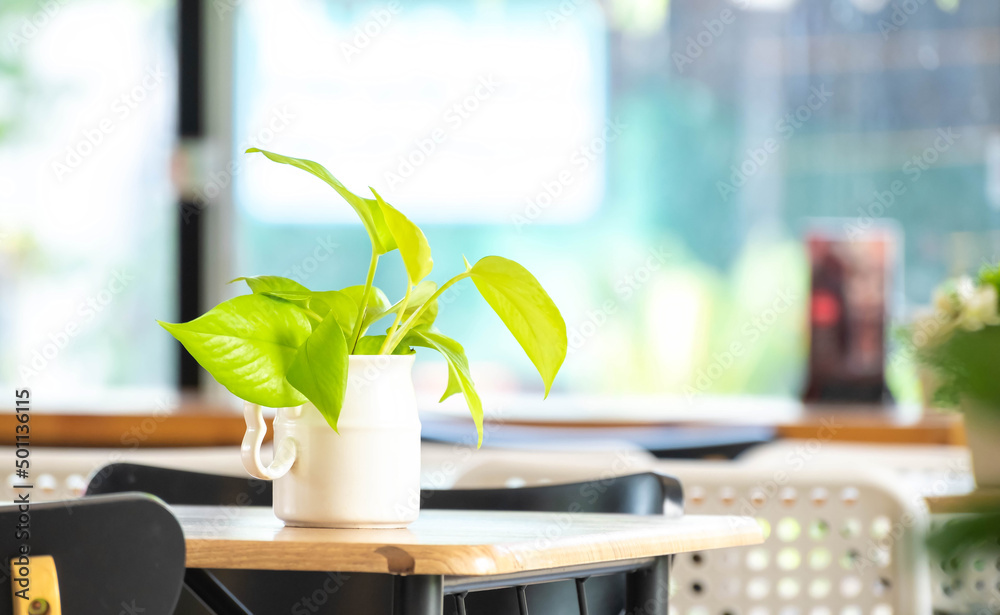 Beautiful green Spotted betel plant in white pot on wooden table at ...