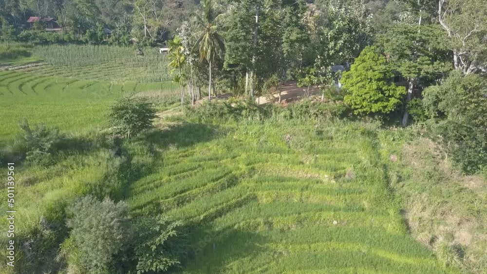 Stepped terraces of rice growing in lush tropical forest on sunny day ...